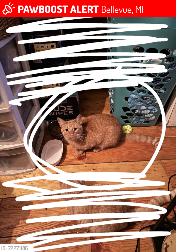 Bellevue, MI Lost Male Cat, Kee Boy Is Missing | PawBoost