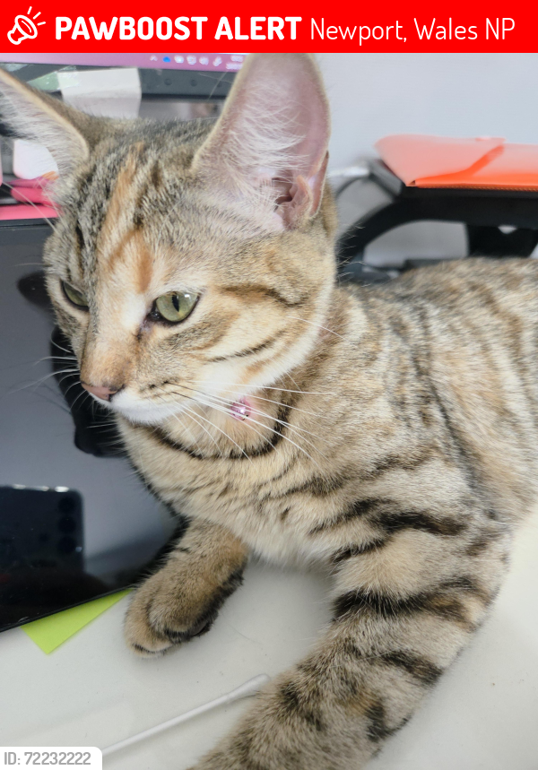 Newport, Wales Lost Female Cat, Pixie Is Missing | PawBoost