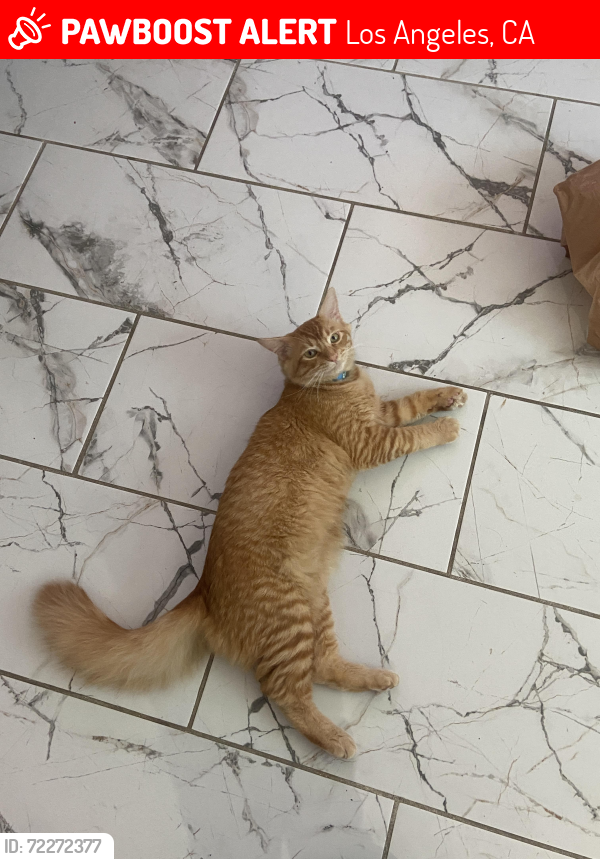 Los Angeles, CA Lost Male Cat, Cheeto Is Missing | PawBoost
