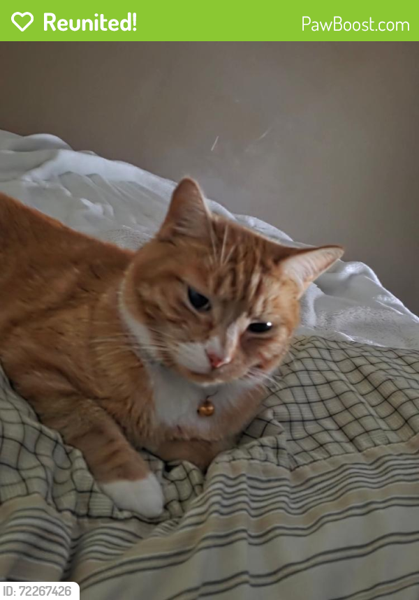 Reunited Male Cat in De Motte, IN 46310 (ID: 72267426) | PawBoost