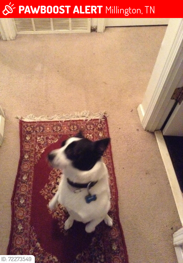 Millington, TN Lost Female Dog, Duce Is Missing | PawBoost
