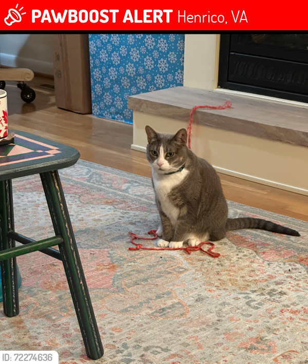 Henrico, VA Lost Female Cat, Molly Is Missing | PawBoost