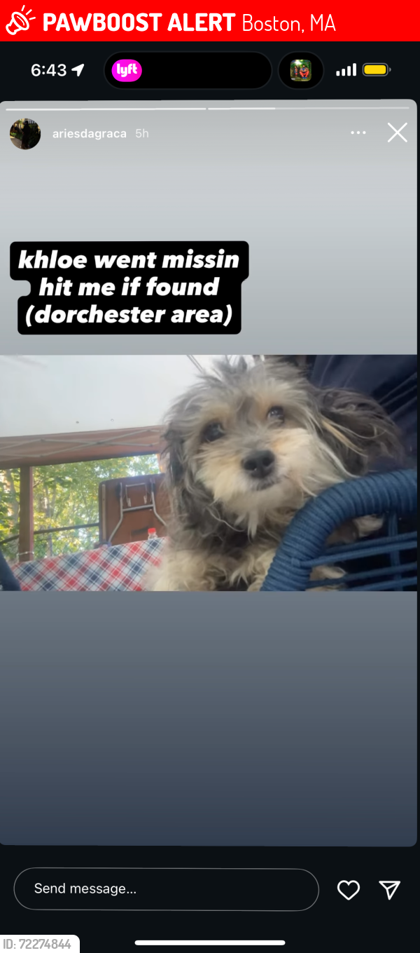 Boston, MA Lost Female Dog, Khloe Is Missing | PawBoost