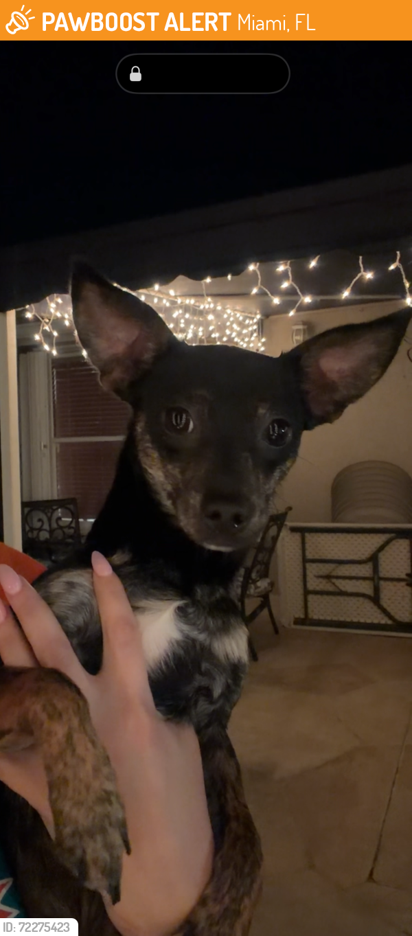 Miami, FL Stray Female Dog Found Near sw 160 Ave and 80 street Miami Fl ...