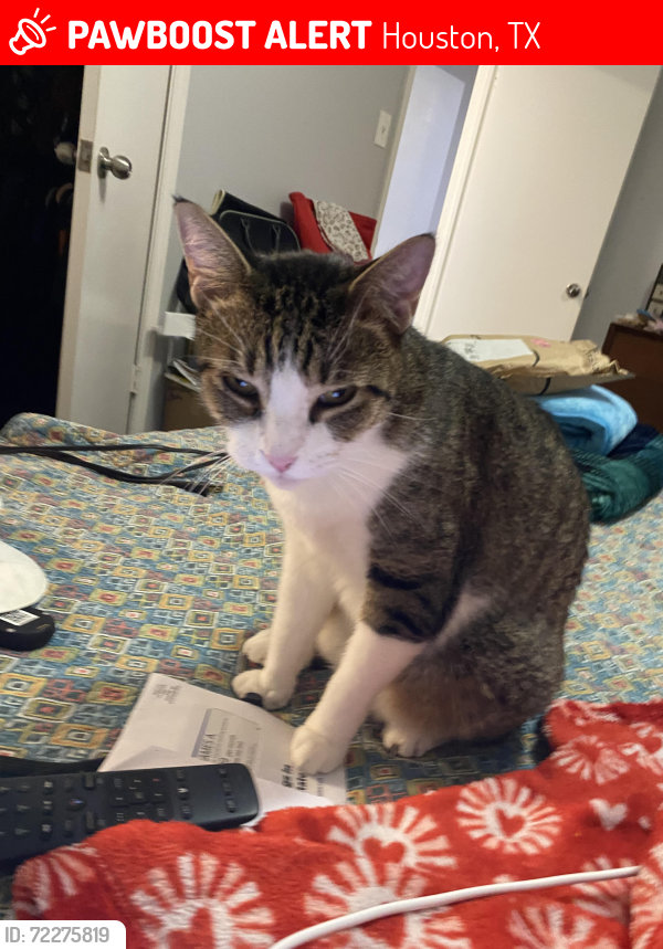 Houston, TX Lost Male Cat, Loki Is Missing | PawBoost