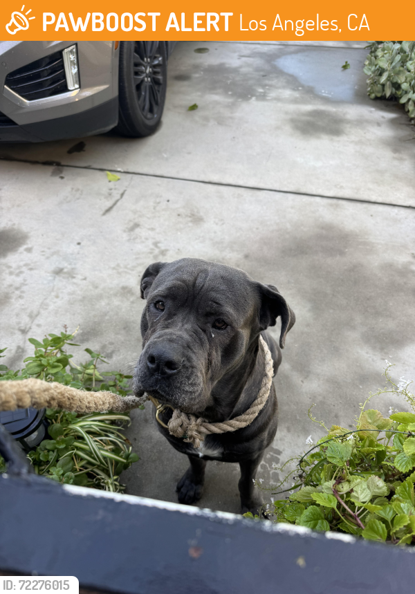 Los Angeles, CA Stray Female Dog Found Near Sunland Blvd and Helen Ave ...