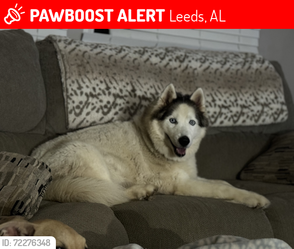 Leeds, AL Lost Male Dog, Dash Is Missing | PawBoost