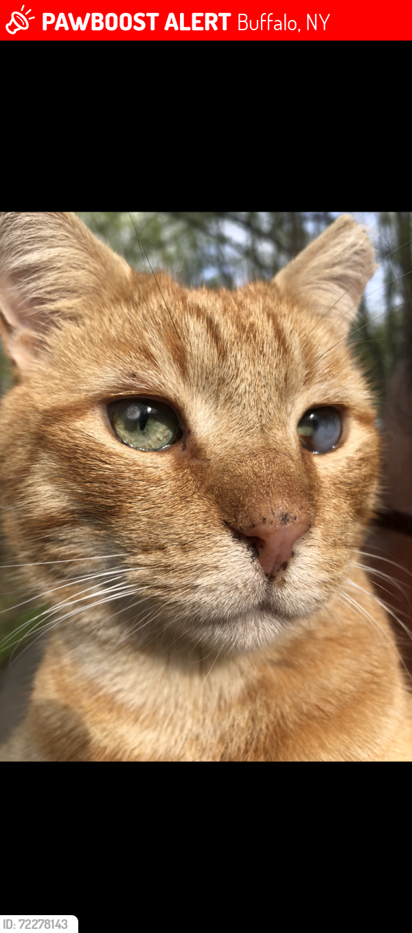 Buffalo, NY Lost Male Cat, Papa Or Jack Is Missing | PawBoost