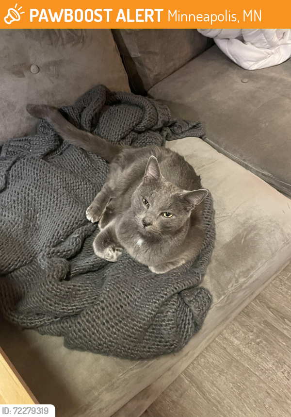 Minneapolis, MN Stray Female Cat Found Near A block north of Elsie's ...
