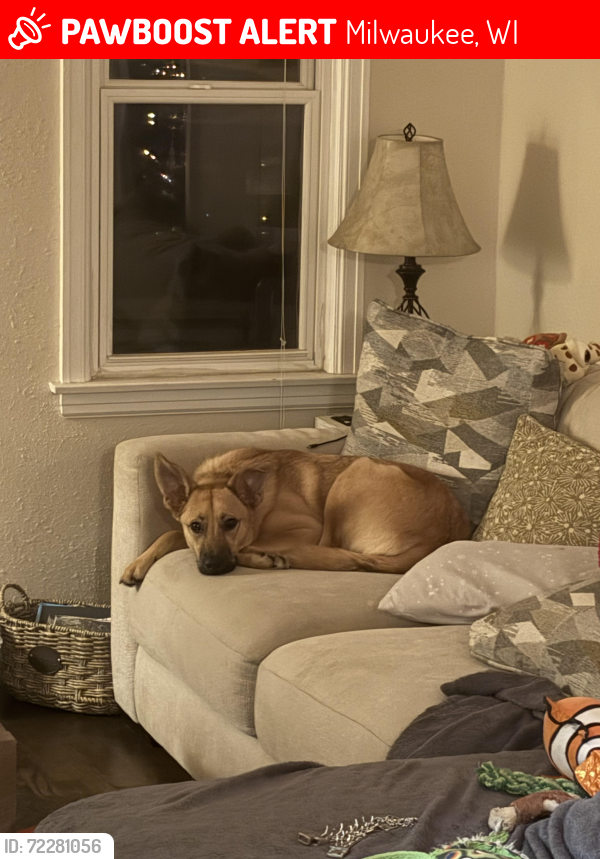 Milwaukee, WI Lost Male Dog, Guinness Is Missing | PawBoost
