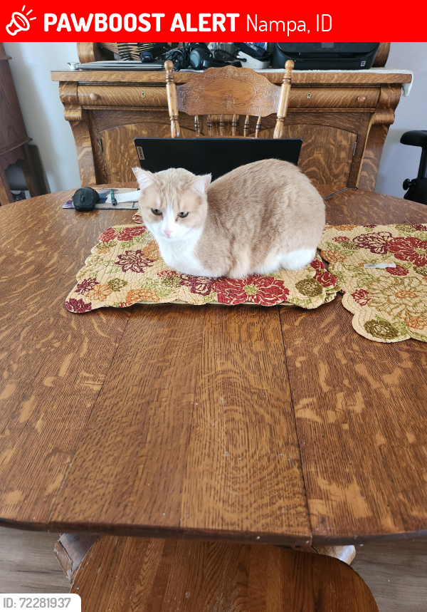 Nampa, ID Lost Female Cat, Sunny Is Missing | PawBoost