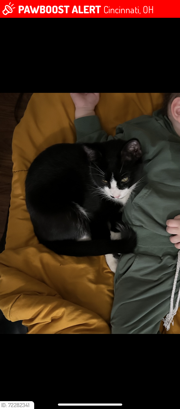 Cincinnati, OH Lost Male Cat, Loki Is Missing | PawBoost