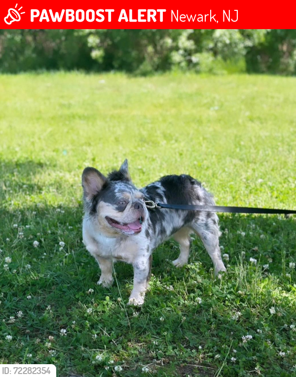 Newark, NJ Lost Female Dog, Kendall Is Missing | PawBoost