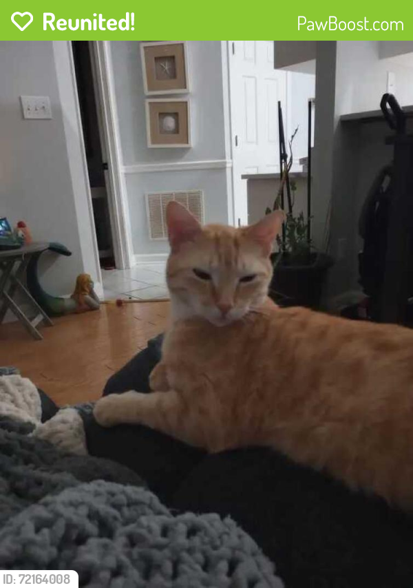 Reunited Male Cat in Horry County, SC 29588 (ID: 72164008) | PawBoost