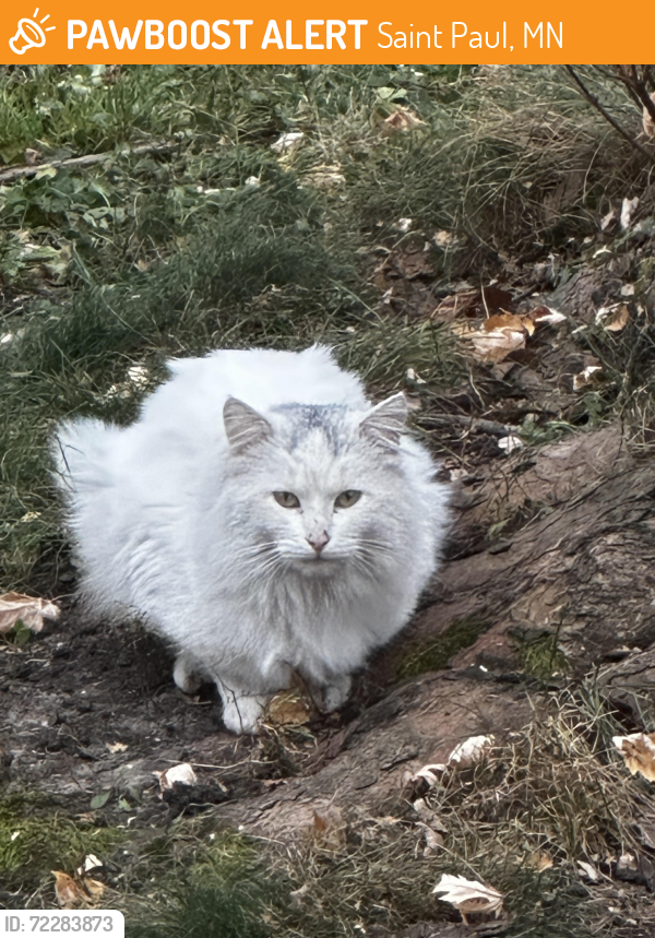 Saint Paul, MN Stray Cat Found Near Johnson Parkway | PawBoost