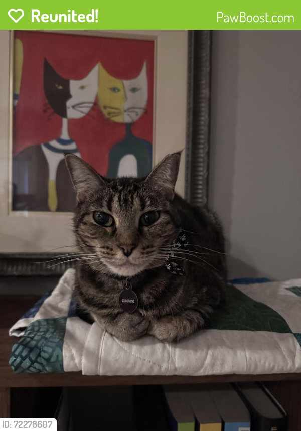 Reunited Female Cat in Caldwell, NJ 07006 (ID: 72278607) | PawBoost