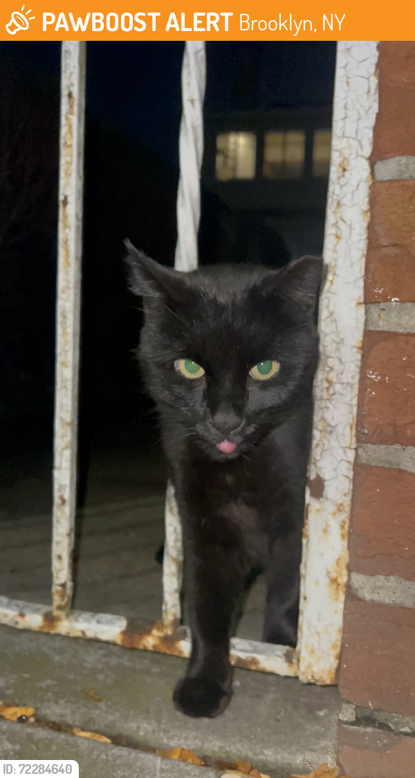 Brooklyn, NY Stray Cat Found Near Cropsey Avenue | PawBoost
