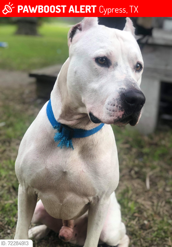 Deceased Male Dog in Cypress, TX 77429 (ID: 72284913) | PawBoost