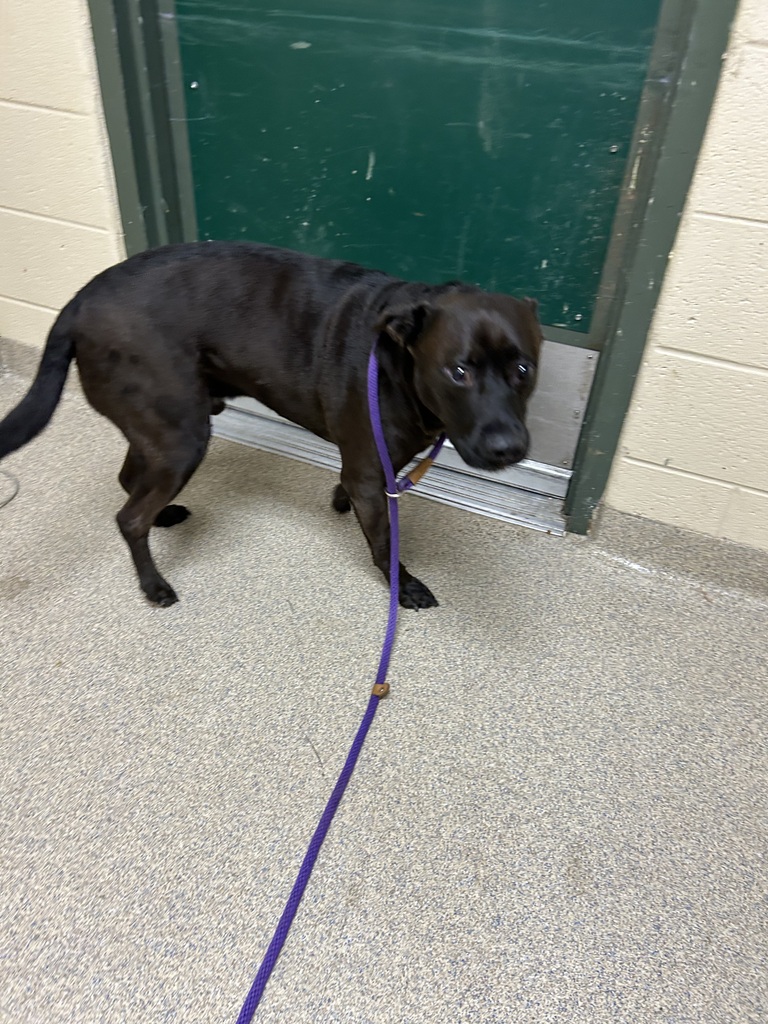 Virginia Beach, VA Lost Male Dog, sb_183550 Is Missing | PawBoost