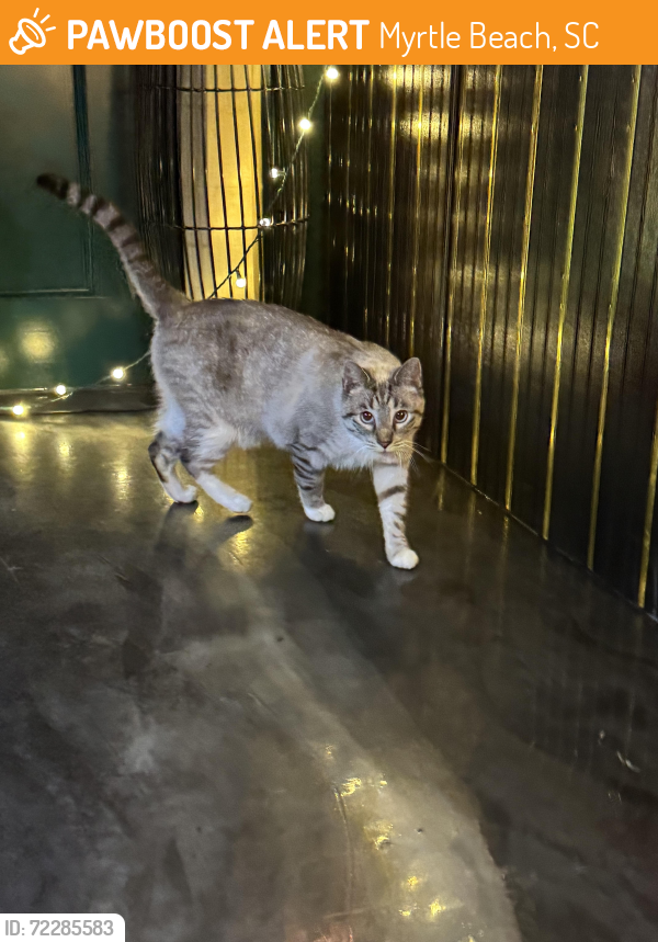 Myrtle Beach, SC Stray Cat Found Near Inside my unit | PawBoost