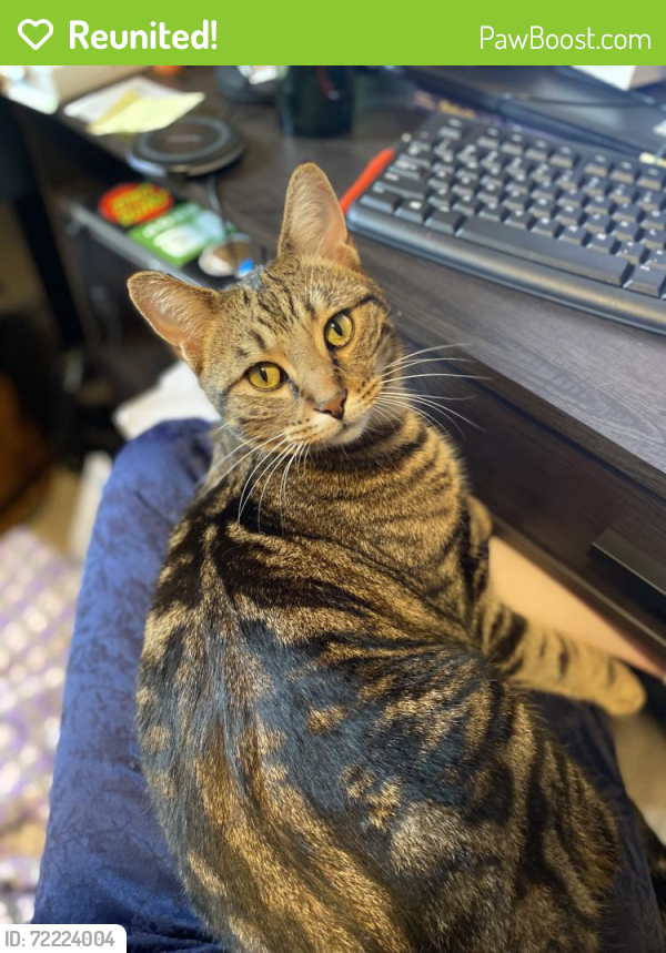 Reunited Male Cat in Washington Township, OH 45458 (ID: 72224004 ...