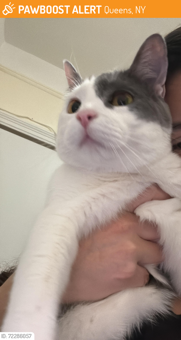 Queens, NY Stray Male Cat Found Near Parsons blvd , flushing | PawBoost