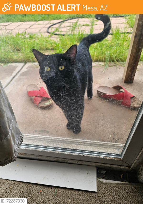 Mesa, AZ Stray Cat Found Near Baseline and Alma School | PawBoost