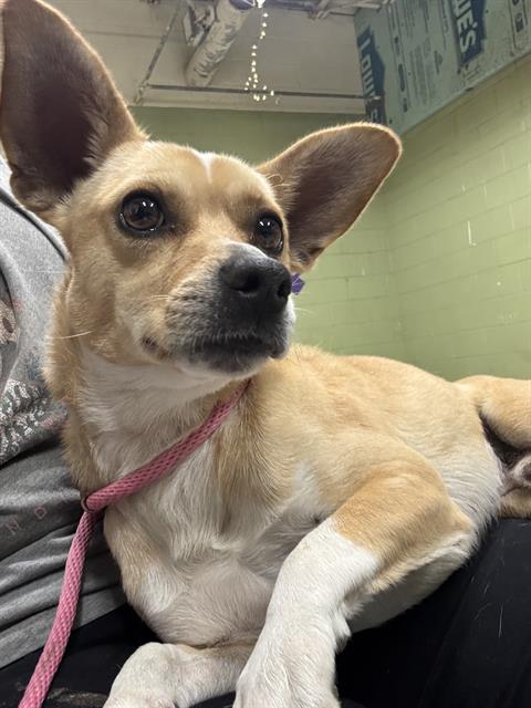 Indianapolis, IN Lost Male Dog, Bow Wow Is Missing | PawBoost