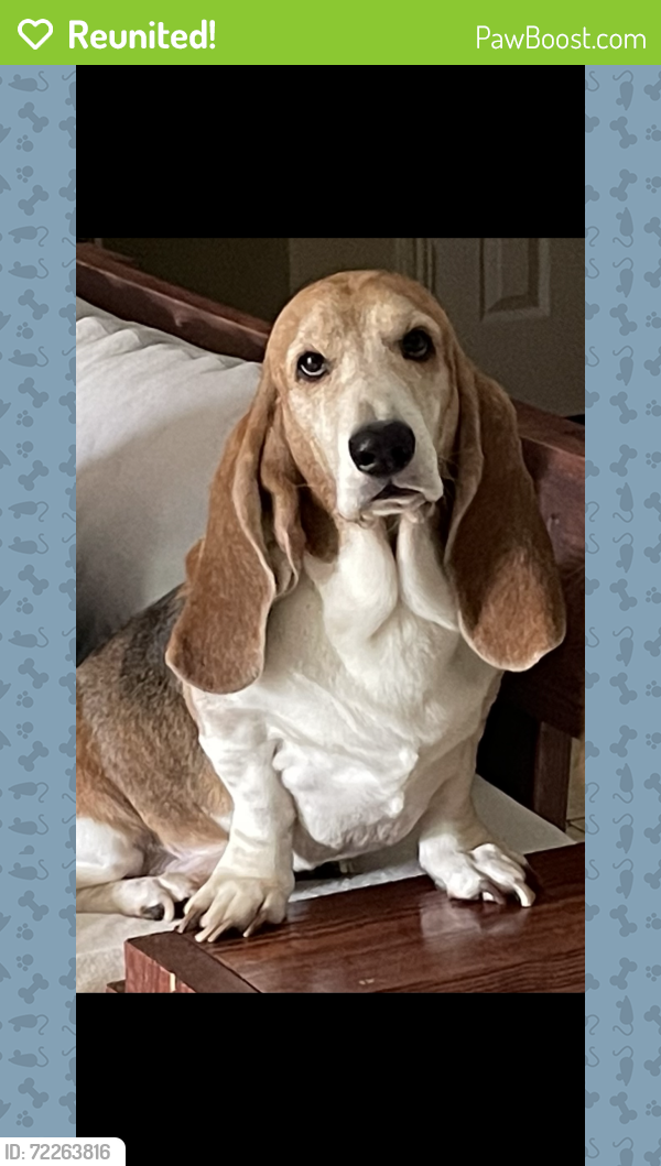 Reunited Male Dog in The Colony, TX 75056 (ID: 72263816) | PawBoost