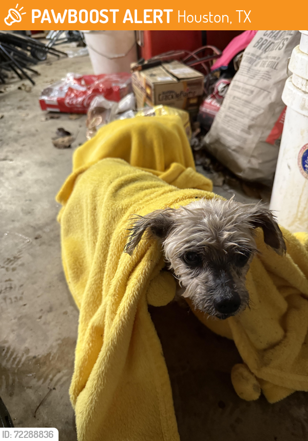Houston, TX Stray Dog Found Near Stoney Oak Drive and Ripplewind Lane ...