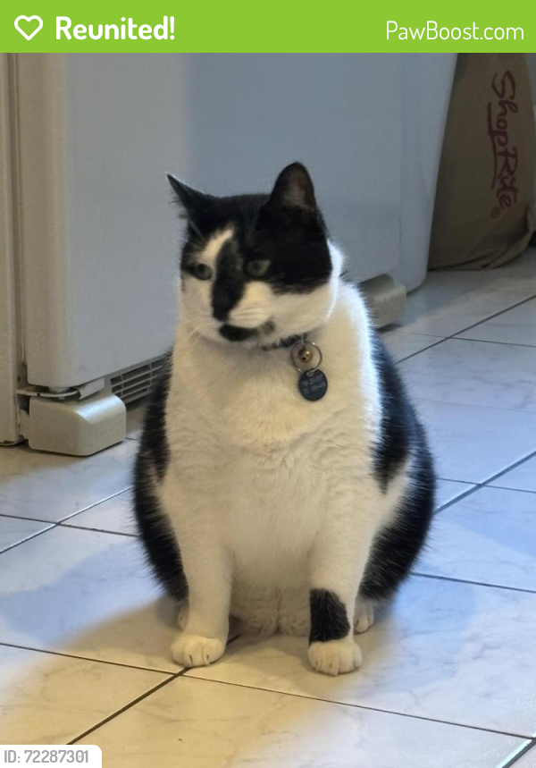 Reunited Male Cat in Nutley, NJ 07110 (ID: 72287301) | PawBoost