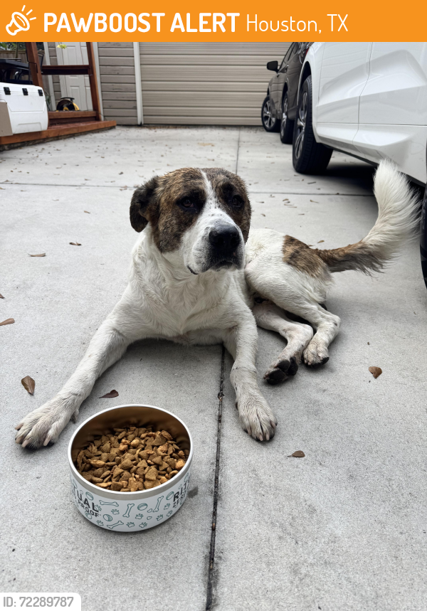 Houston, TX Stray Male Dog Found Near Wayside and Lawndale | PawBoost
