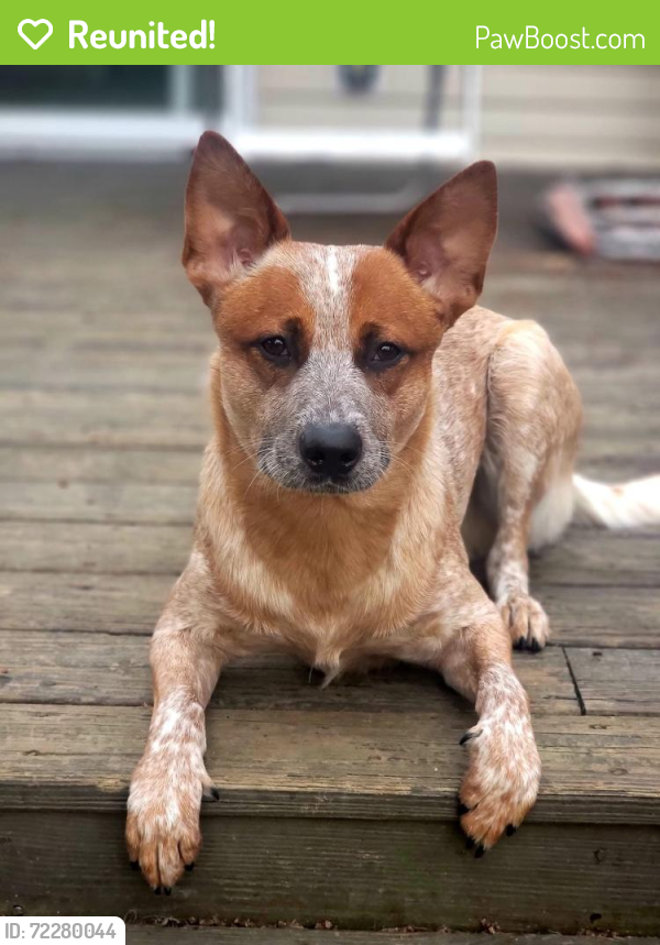 Reunited Male Dog in Akron, OH 44306 (ID: 72280044) | PawBoost