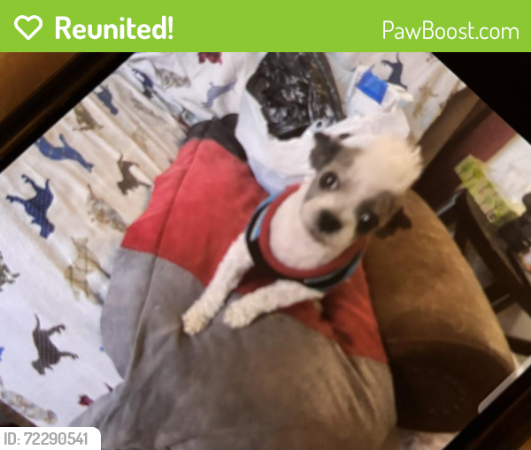 Reunited Male Dog in St. Louis, MO 63125 (ID: 72290541) | PawBoost