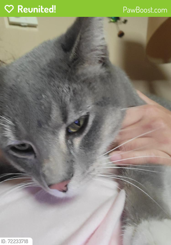 Reunited Male Cat in Minneapolis, MN 55422 (ID: 72233718) | PawBoost