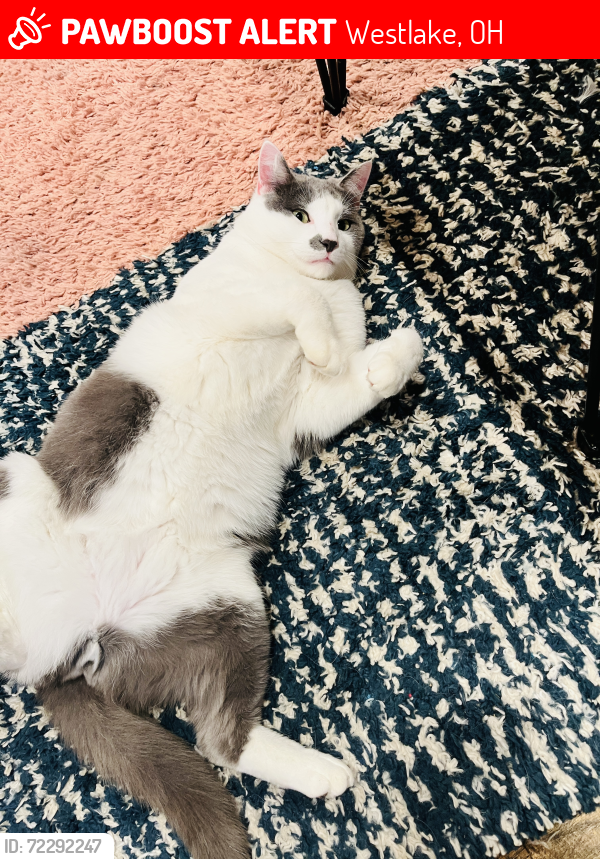 Westlake, OH Lost Male Cat, Mango Is Missing | PawBoost