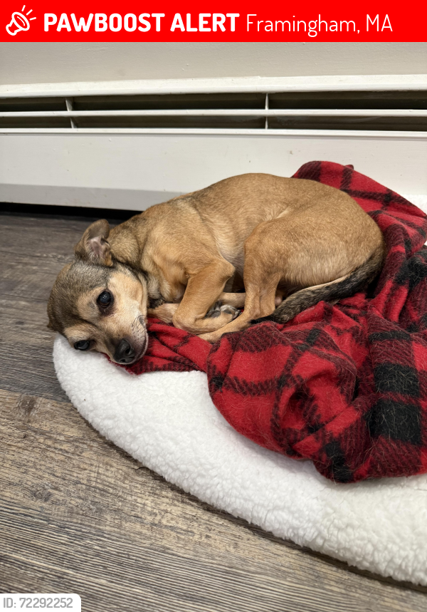 Framingham, MA Lost Female Dog, Mulan Is Missing | PawBoost