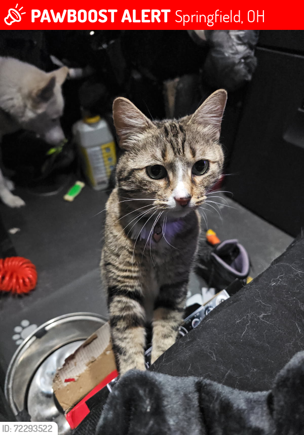 Springfield, OH Lost Female Cat, Amelia Is Missing | PawBoost