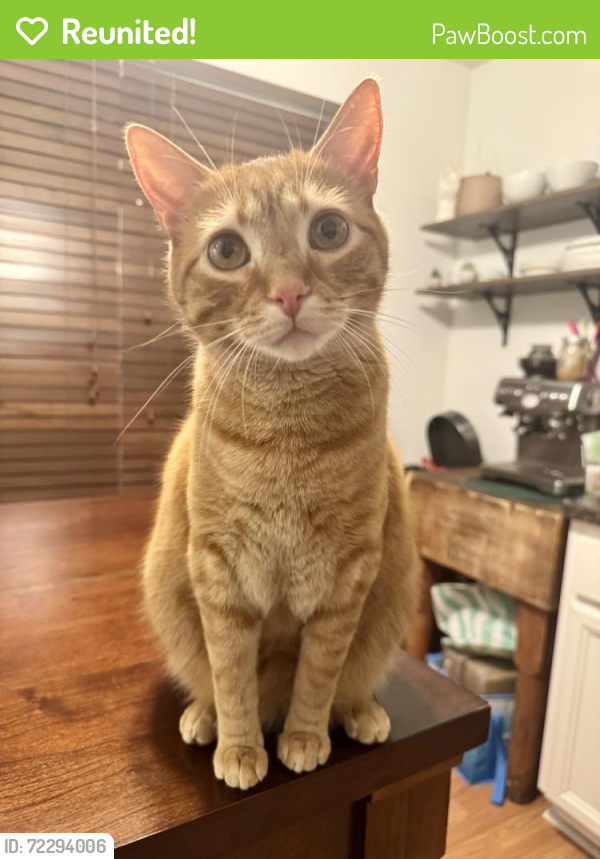 Reunited Male Cat in Lower Paxton Township, PA 17112 (ID: 72294006 ...