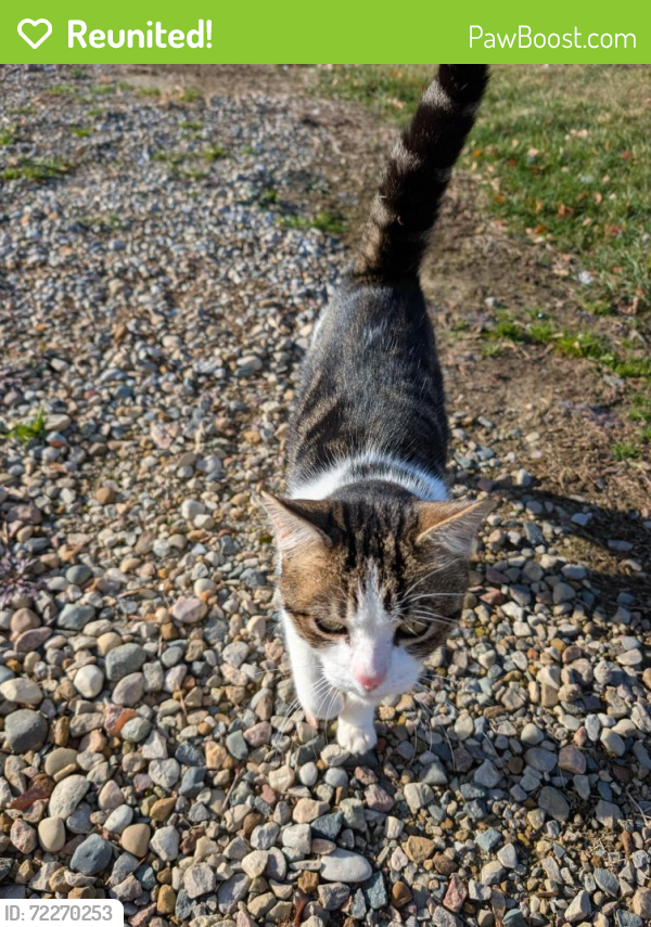 Reunited Female Cat in Lapeer Township, MI 48455 (ID: 72270253) | PawBoost