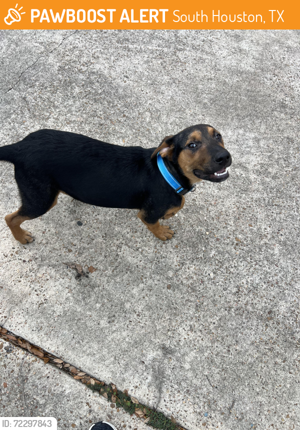 South Houston, TX Stray Male Dog Found Near Nebraska St by church and ...