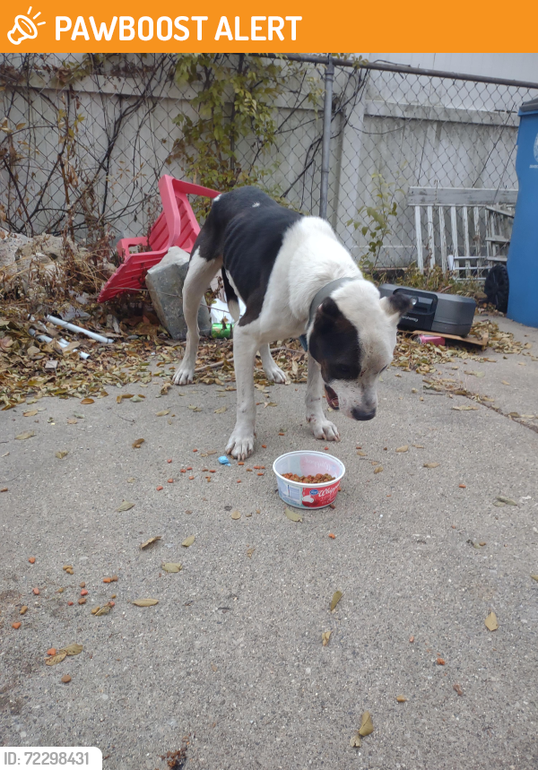 Dearborn Heights, MI Stray Male Dog Found Near Beech Daly and Van Born ...