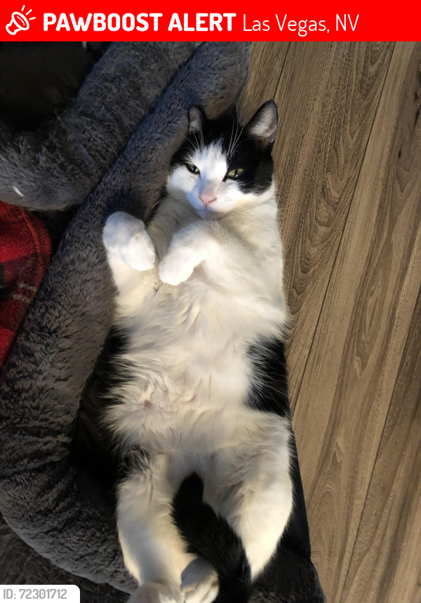 Las Vegas, NV Lost Male Cat, Oreo Is Missing | PawBoost