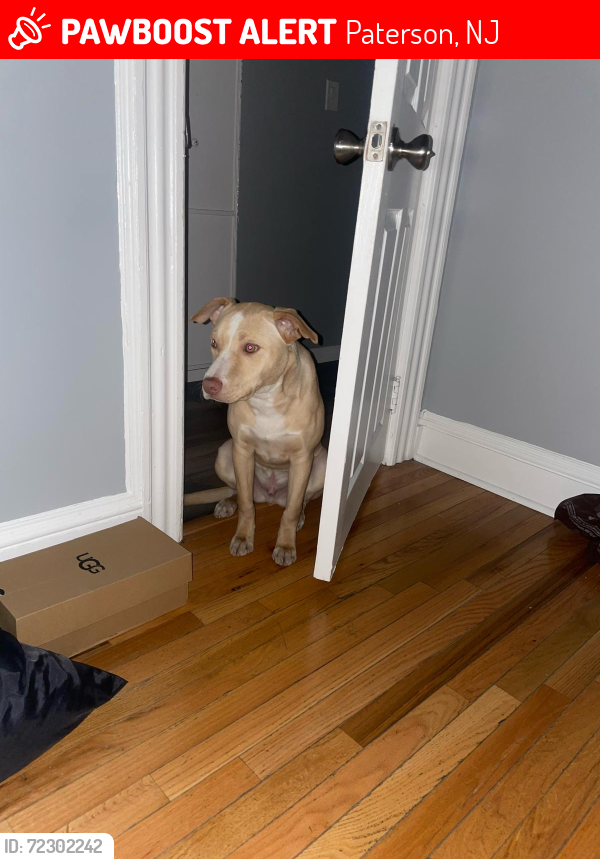 Paterson, NJ Lost Male Dog, Luigi Is Missing | PawBoost