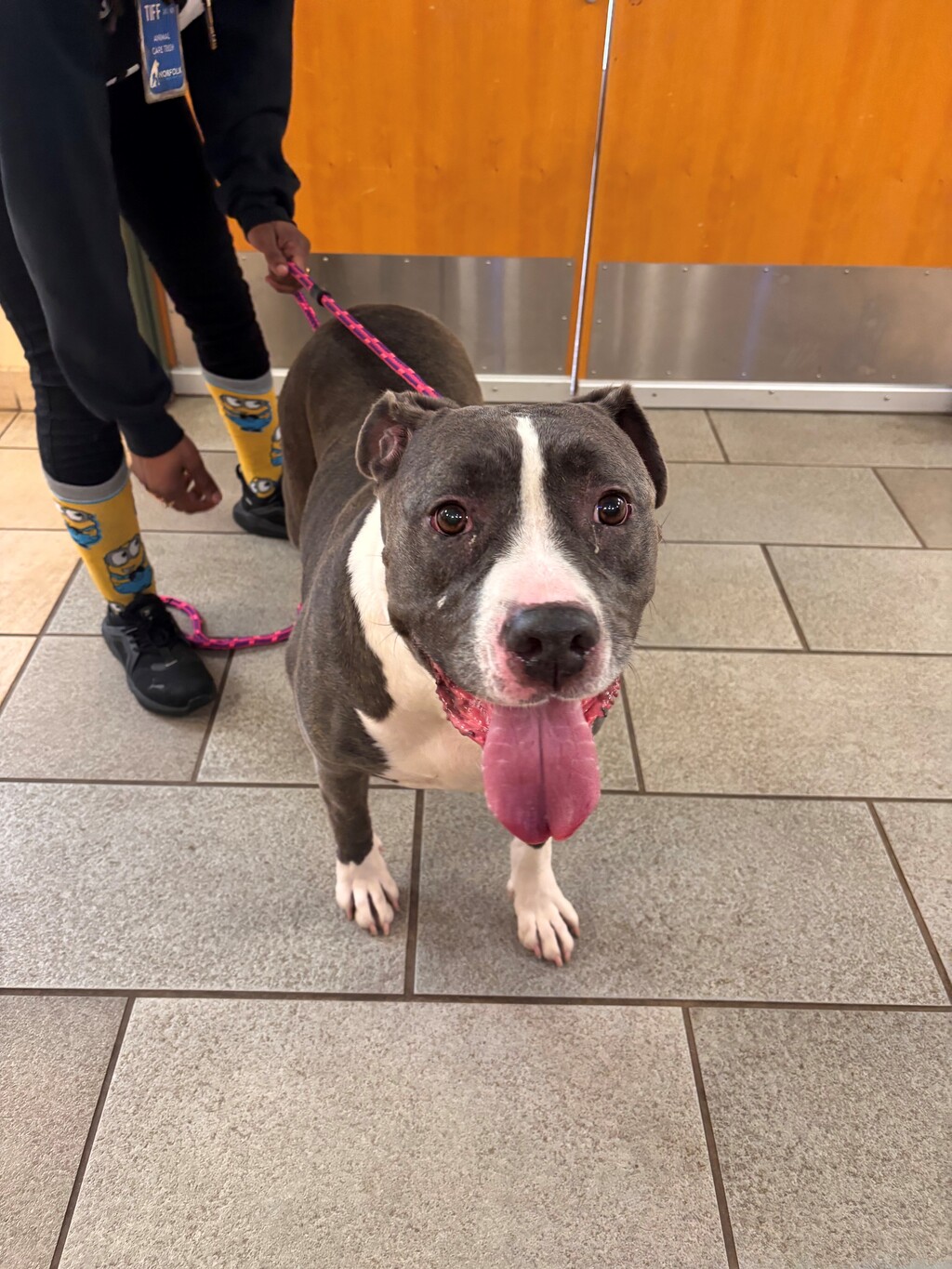 Virginia Beach, VA Lost Female Dog, Haddy Is Missing | PawBoost