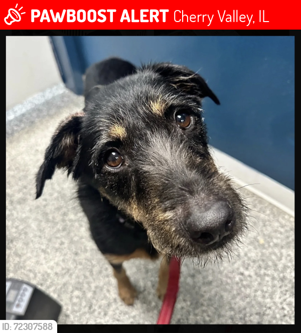 Cherry Valley, IL Lost Male Dog, Ranger Is Missing | PawBoost