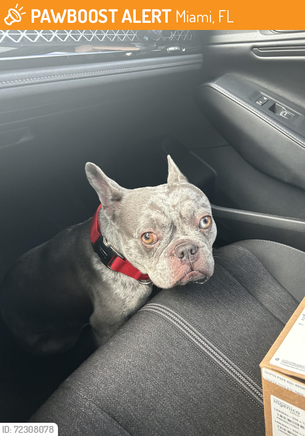Miami, FL Stray Female Dog Found Near River landing | PawBoost