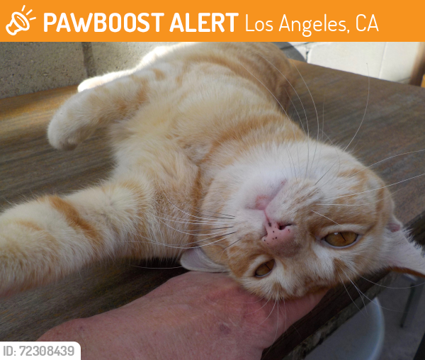 Los Angeles, CA Stray Male Cat Found Near Appleton, Atwater | PawBoost