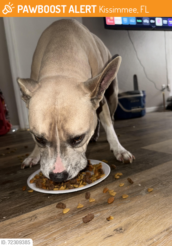 Kissimmee, FL Stray Female Dog Found Near pleasant hill rd | PawBoost