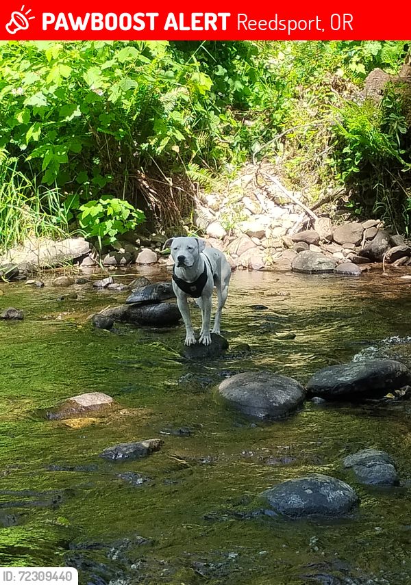 Reedsport, OR Lost Male Dog, Patrick Is Missing | PawBoost